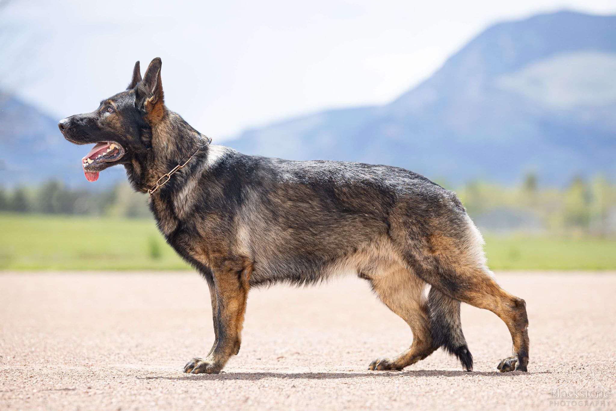 Faoladh German Shepherds in Wyoming | German Shepherd puppies | Good Dog