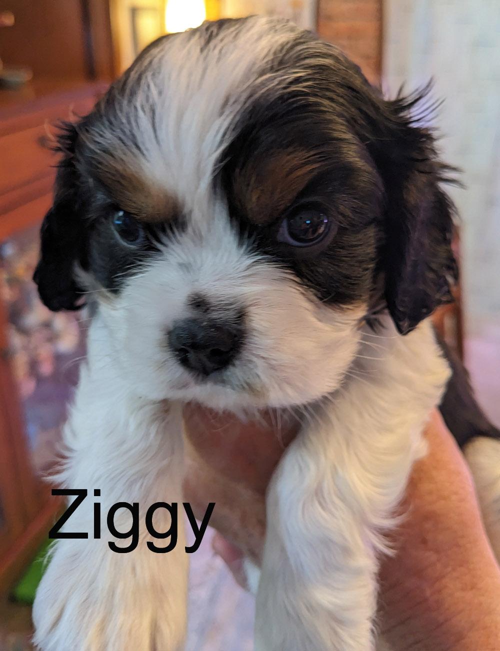 Poor Ridge Ranch in Arkansas | Cavalier King Charles Spaniel puppies ...