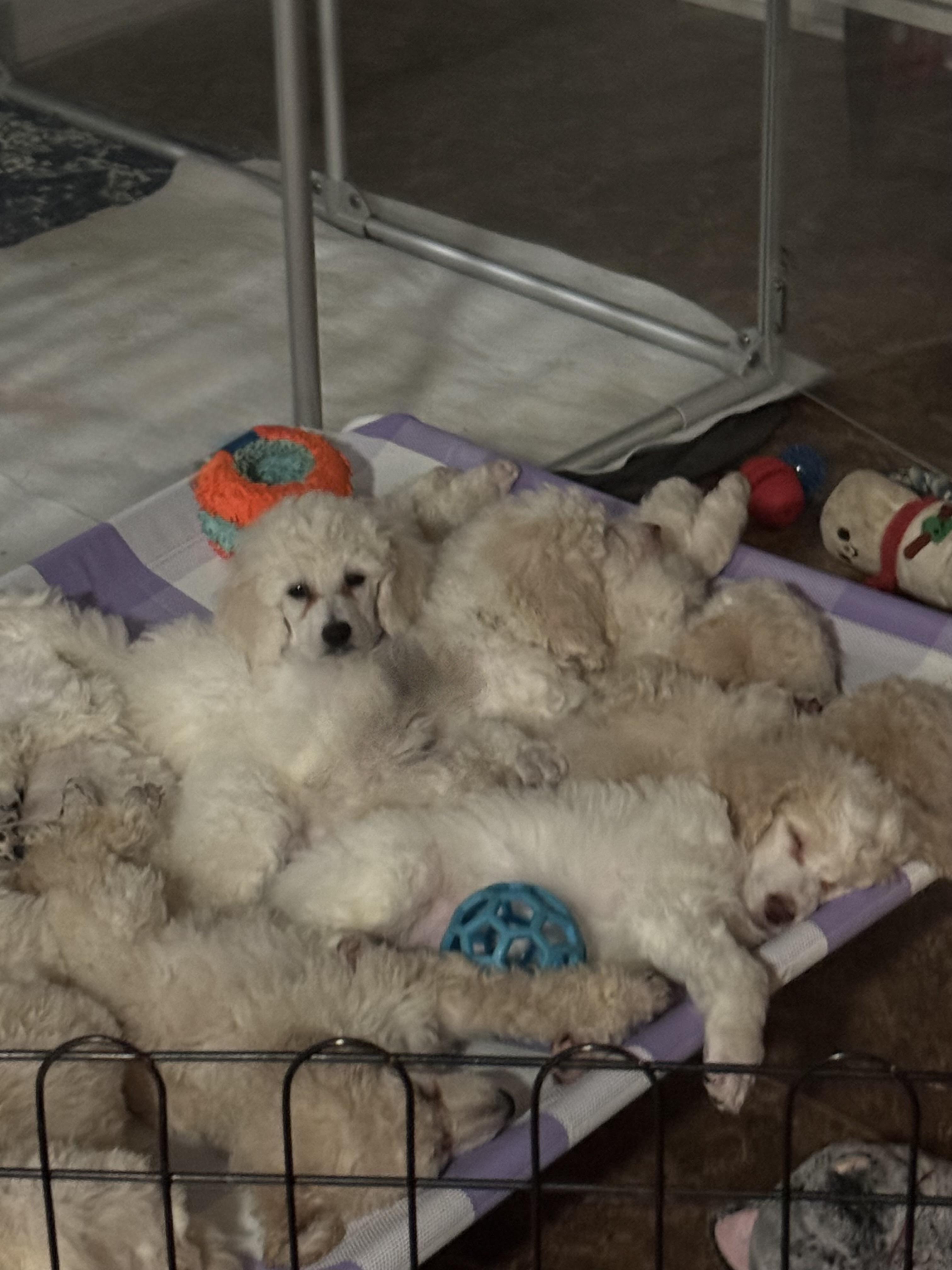 Burnt Pines Standard Poodles in Georgia | Poodle puppies | Good Dog