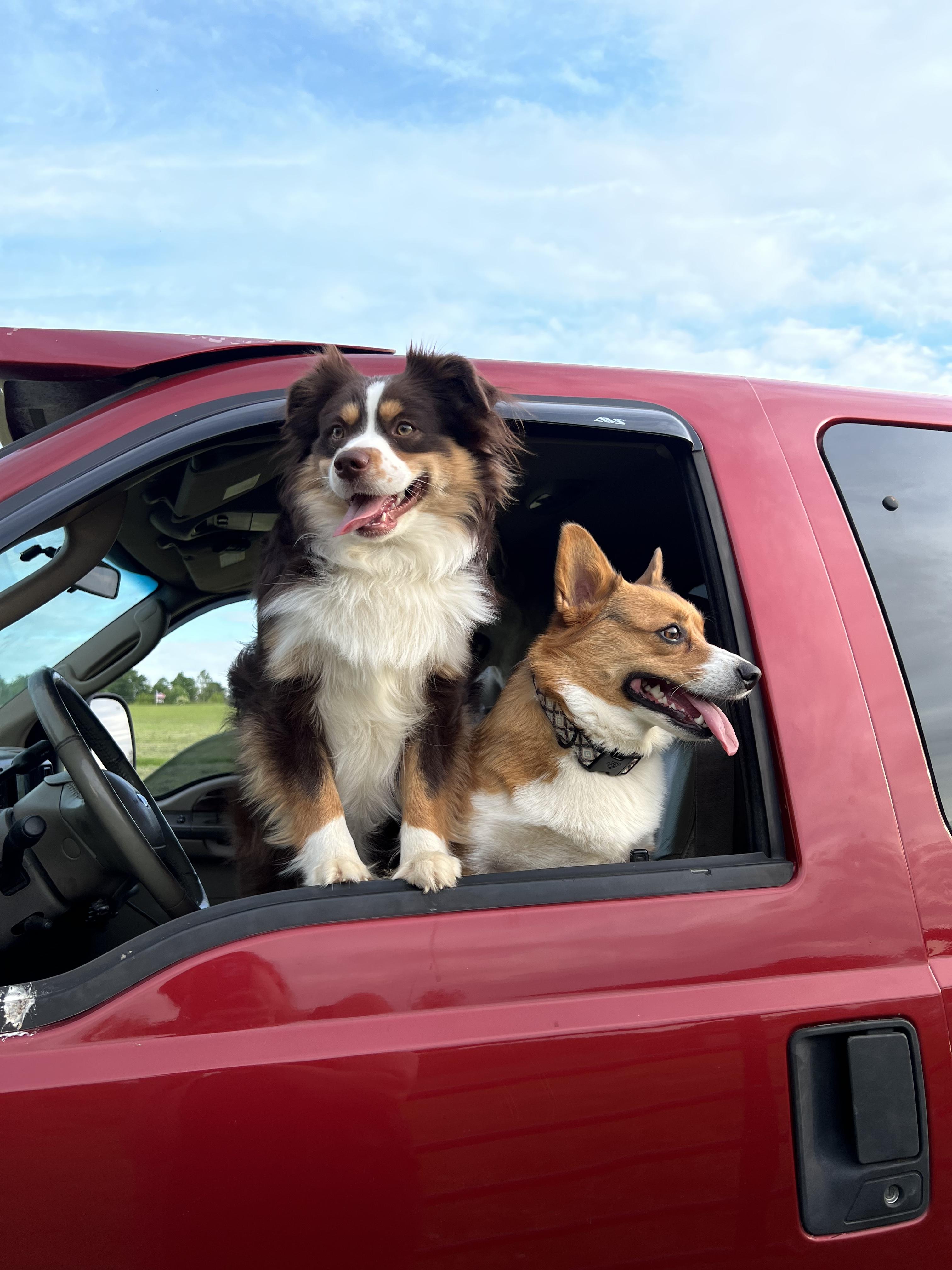 Sunset Cowgirl Mini Aussies in Indiana | Miniature Australian Shepherd ...