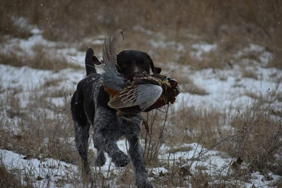 Blue Line GWPs in Ohio | German Wirehaired Pointer puppies | Good Dog