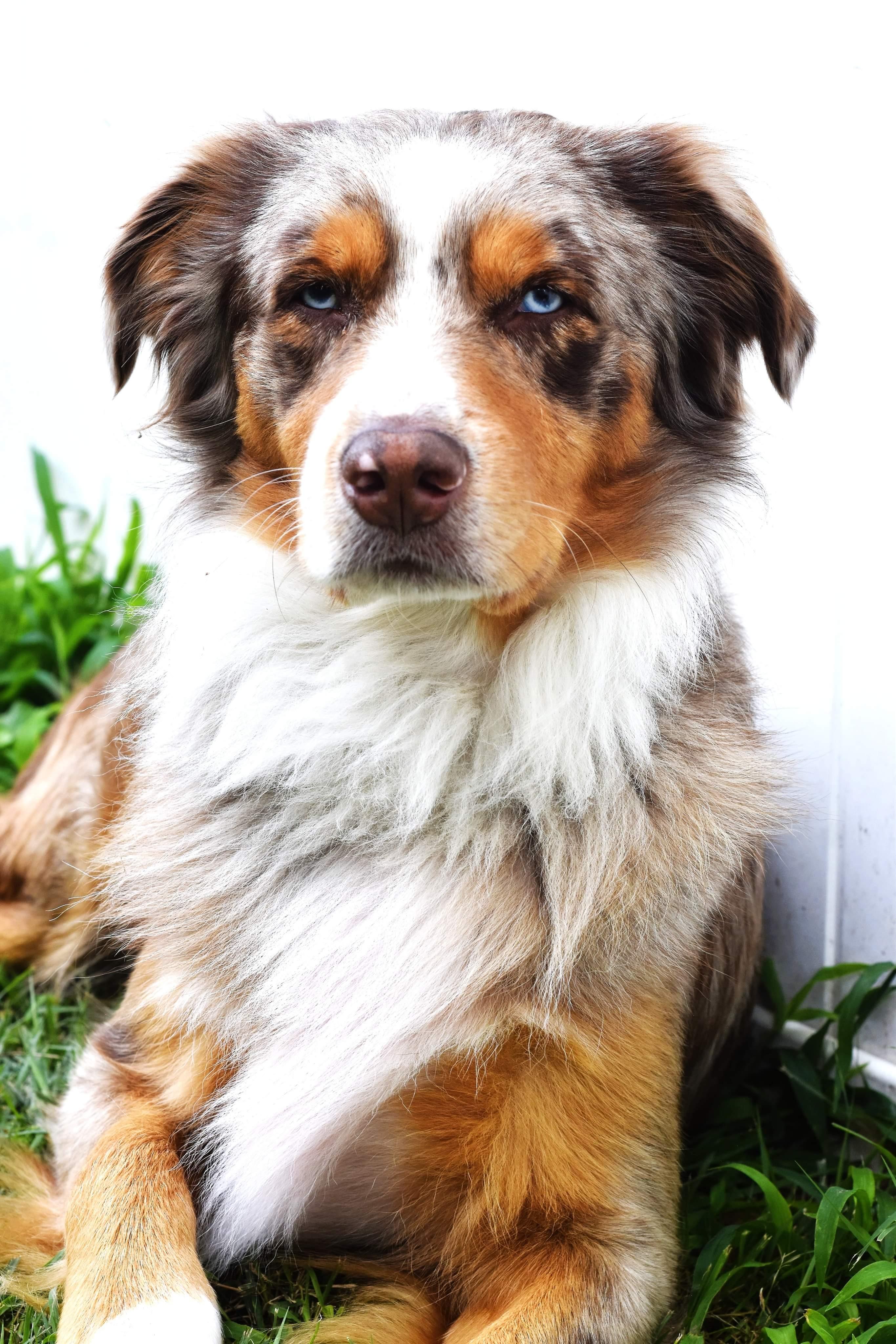 McMullen’s Aussies in Illinois | Australian Shepherd puppies | Good Dog