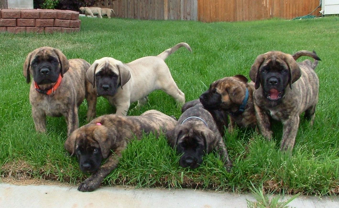 Van D Mastiffs in Colorado | Mastiff puppies | Good Dog