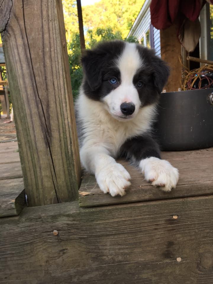 Border Hollow Border Collies in Mississippi | Border Collie puppies ...