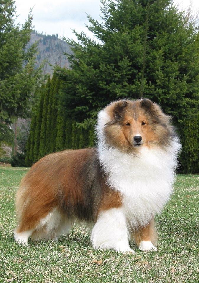 Mainland Shetland Sheepdogs in Arizona | Shetland Sheepdog puppies ...
