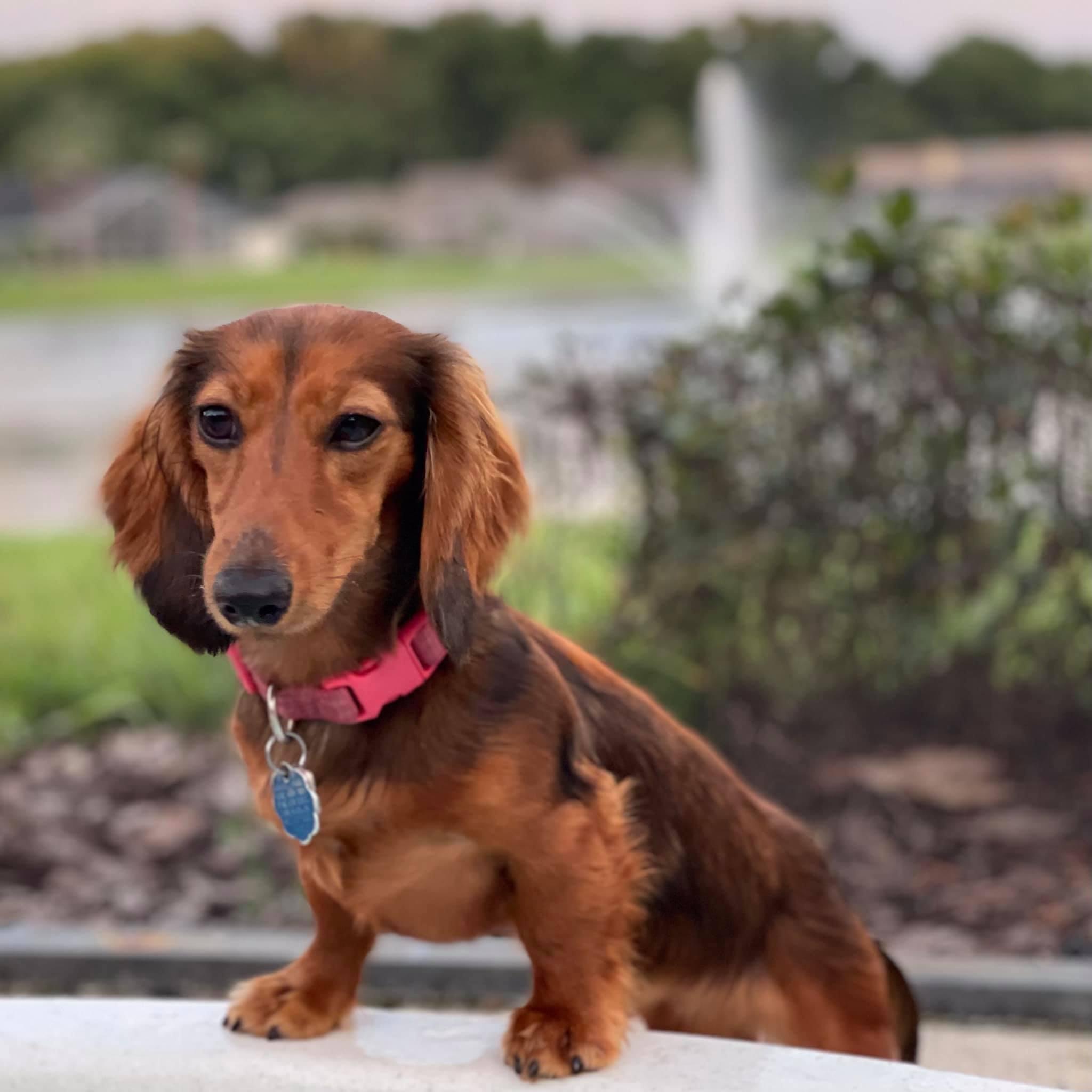 Lakeside Doxies in Florida | Dachshund puppies | Good Dog