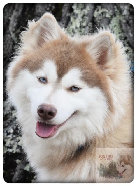 Foxfire Arctic Spitz in New Hampshire | Pomsky puppies | Good Dog