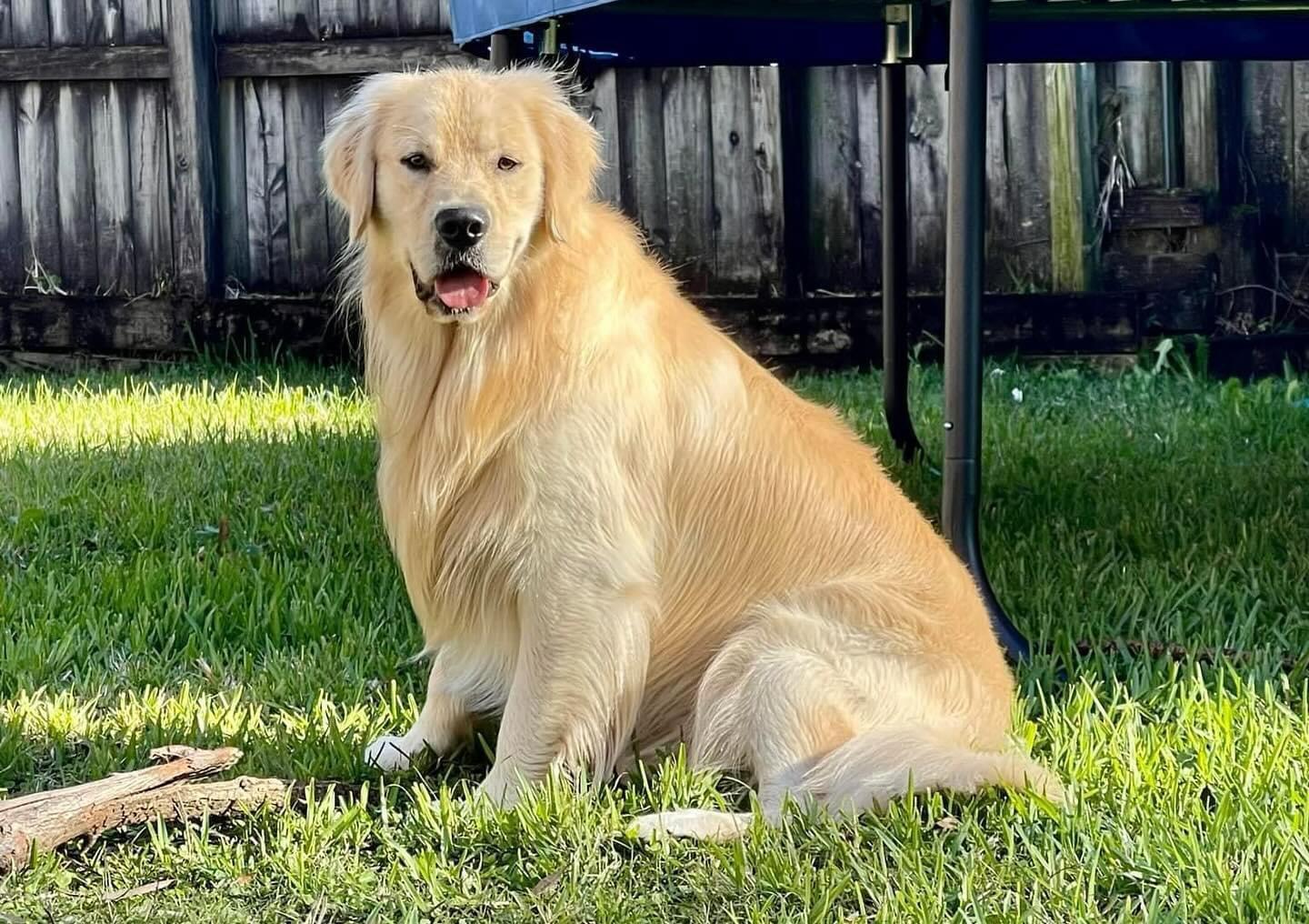 River City Golden Retrievers in Florida | Golden Retriever puppies ...