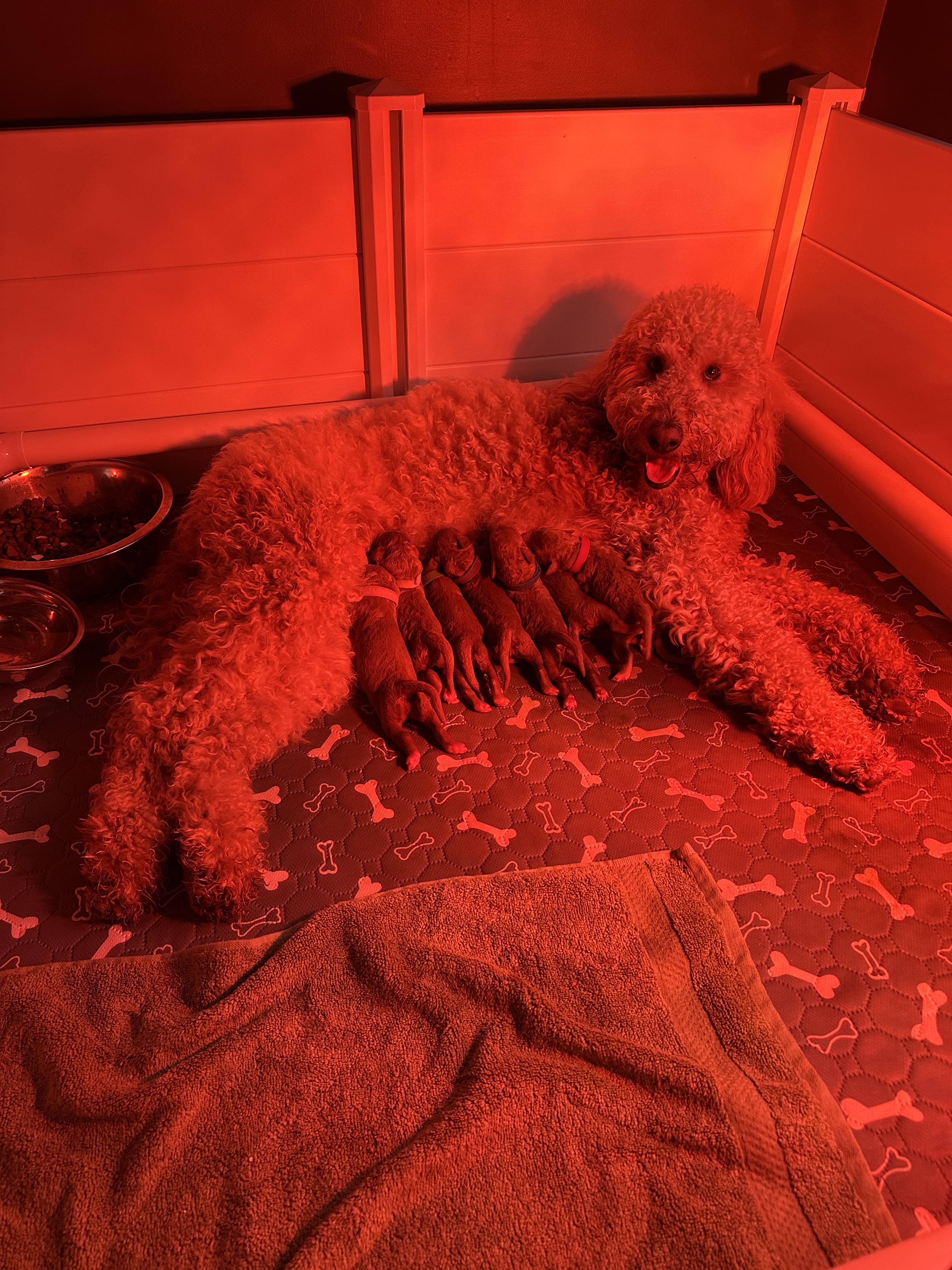 PurdyDoodles in Georgia | Goldendoodle puppies | Good Dog
