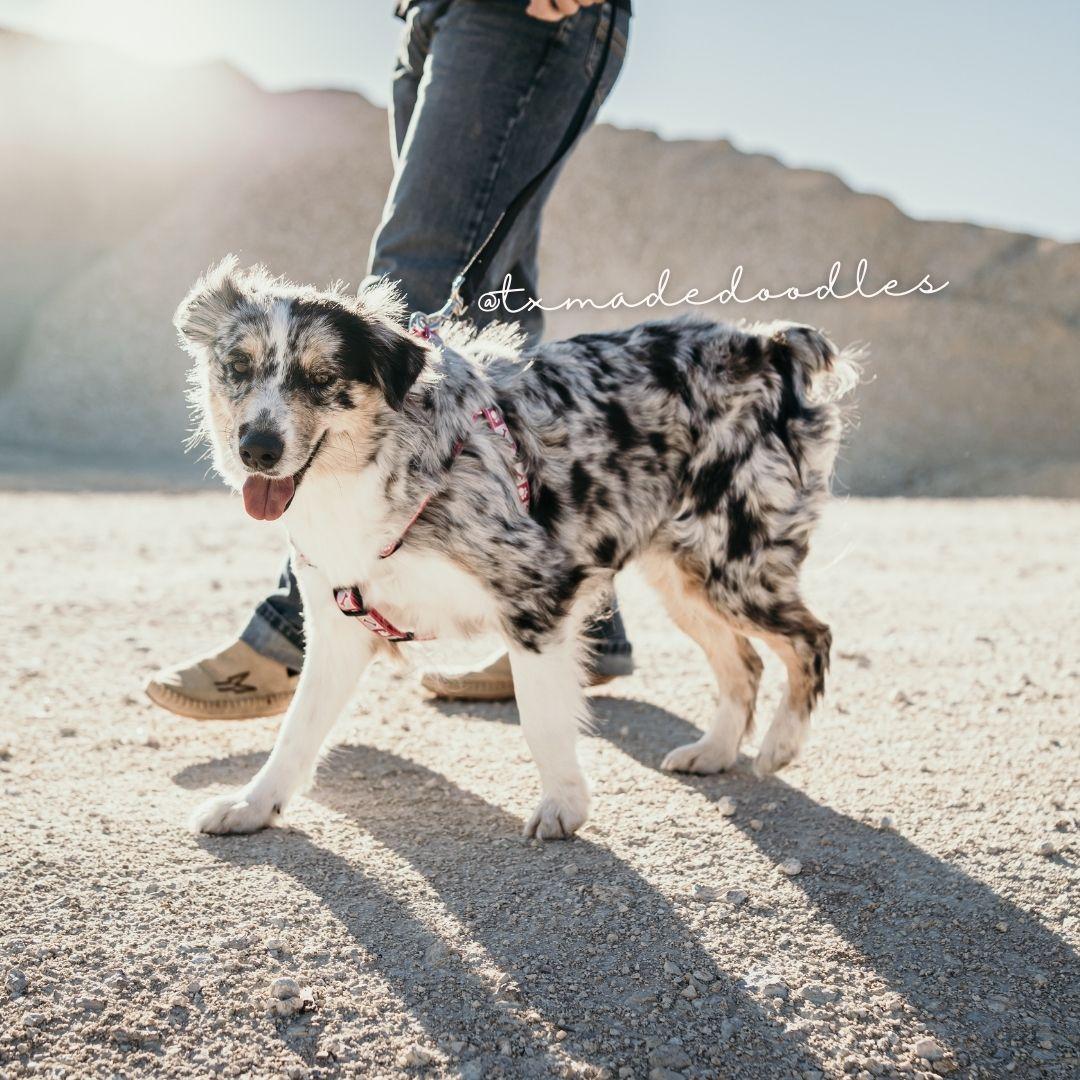 Texas Made Doodles in Texas | Aussiedoodle and Bordoodle puppies | Good Dog