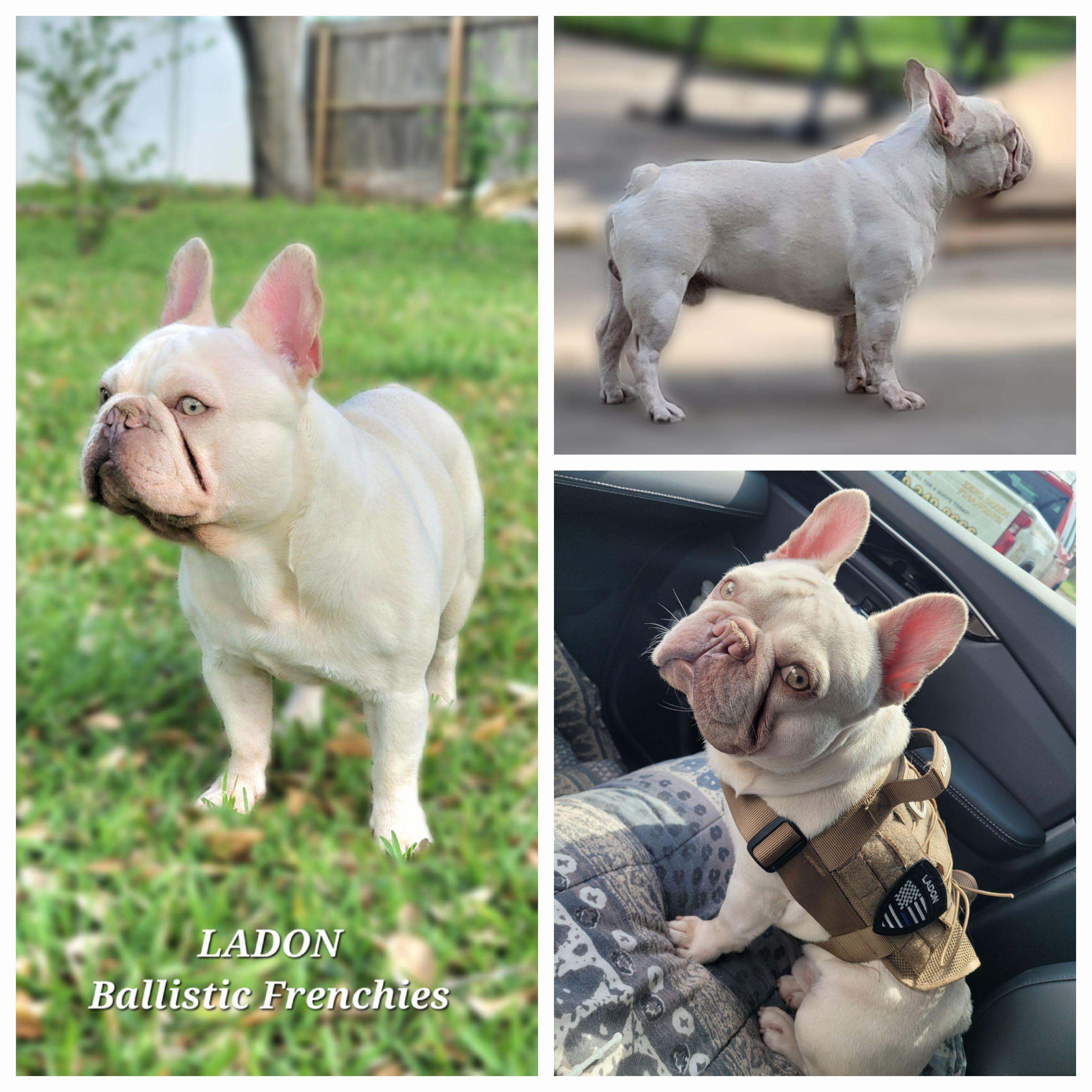 Ballistic Frenchies in Texas | French Bulldog puppies | Good Dog