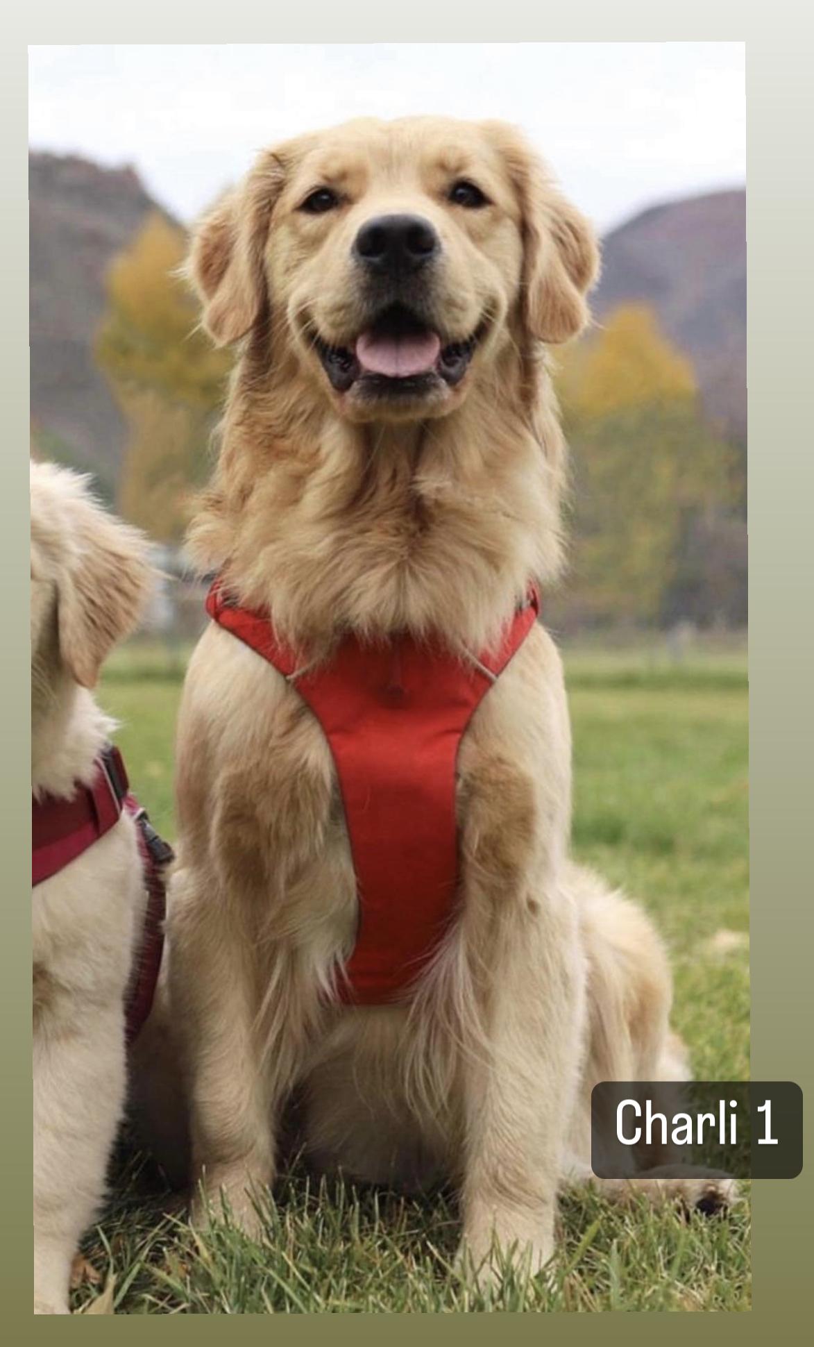 MyGoldensLife's Goldens in Arizona | Golden Retriever puppies | Good Dog