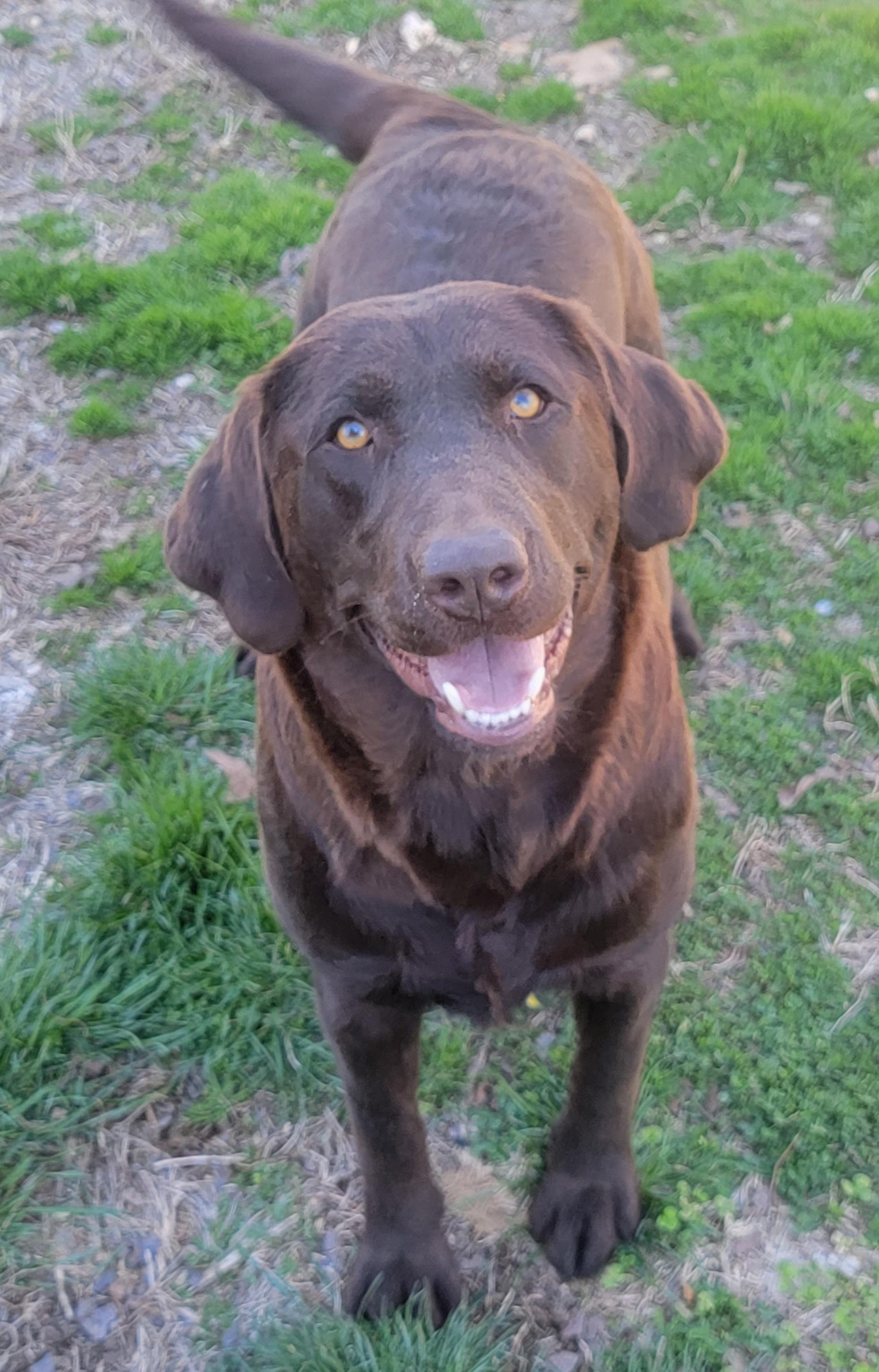 Fairview's Precious Pups in Missouri | Labrador Retriever and Scottish ...