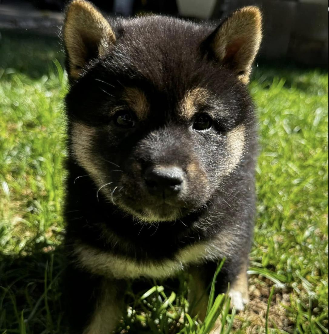 Little Furry Tails in California | Shiba Inu puppies | Good Dog
