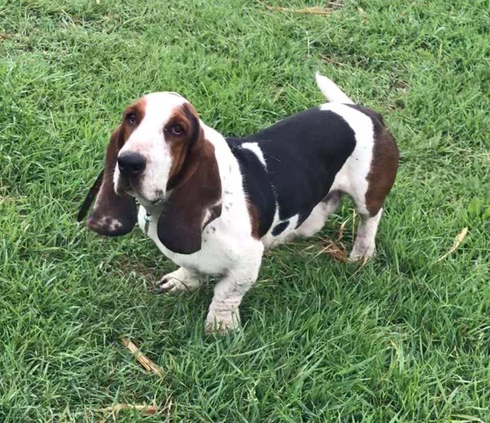 K&S Canines in South Dakota | Basset Hound and English Springer Spaniel ...