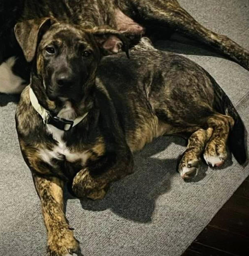 Cathy's Dutch Shepherds in Oregon | Dutch Shepherd puppies | Good Dog