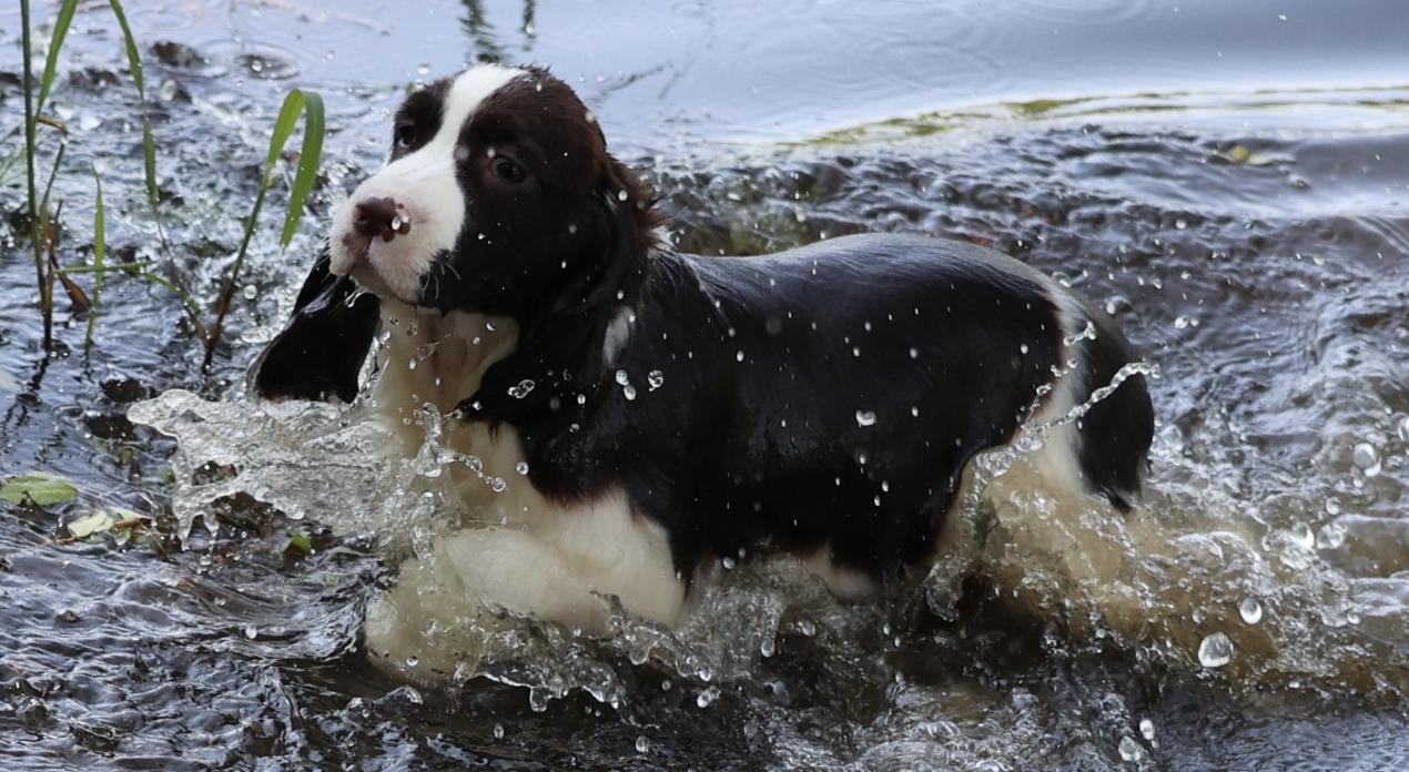 Rustic Sporting Dogs in Missouri | English Springer Spaniel and Flat ...