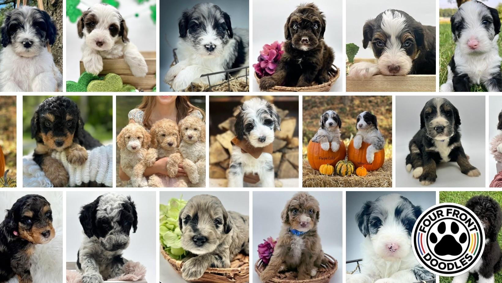 Four Front Doodles & Friends in Ohio | Bernedoodle and Sheepadoodle ...