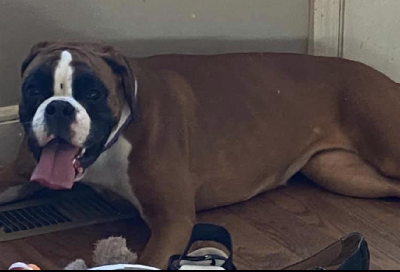 Valiant Boxers in Massachusetts | Boxer puppies | Good Dog