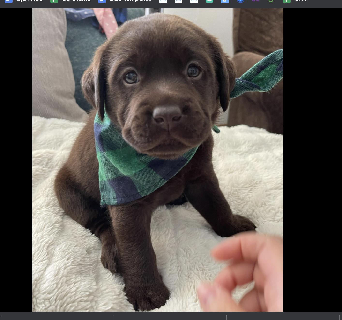 Lee Labradors in California | Labrador Retriever puppies | Good Dog