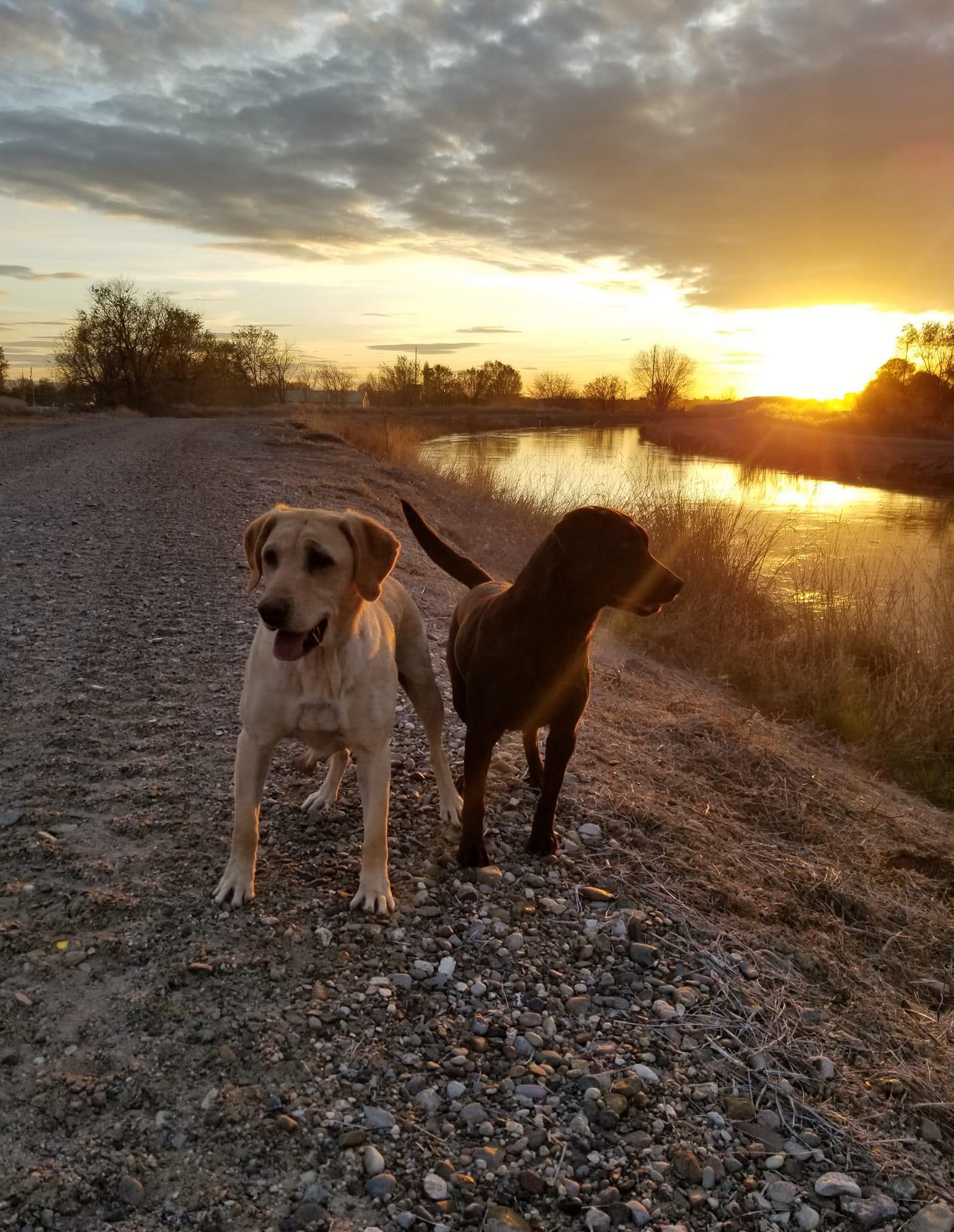 Lost River Labradors in Idaho | Labrador Retriever puppies | Good Dog