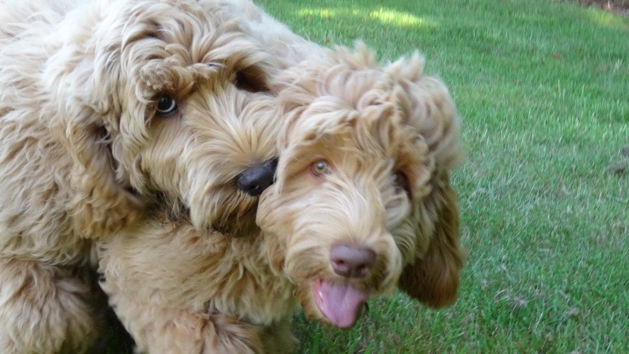 Shiloh Labradoodles in Oregon | Australian Labradoodle puppies | Good Dog