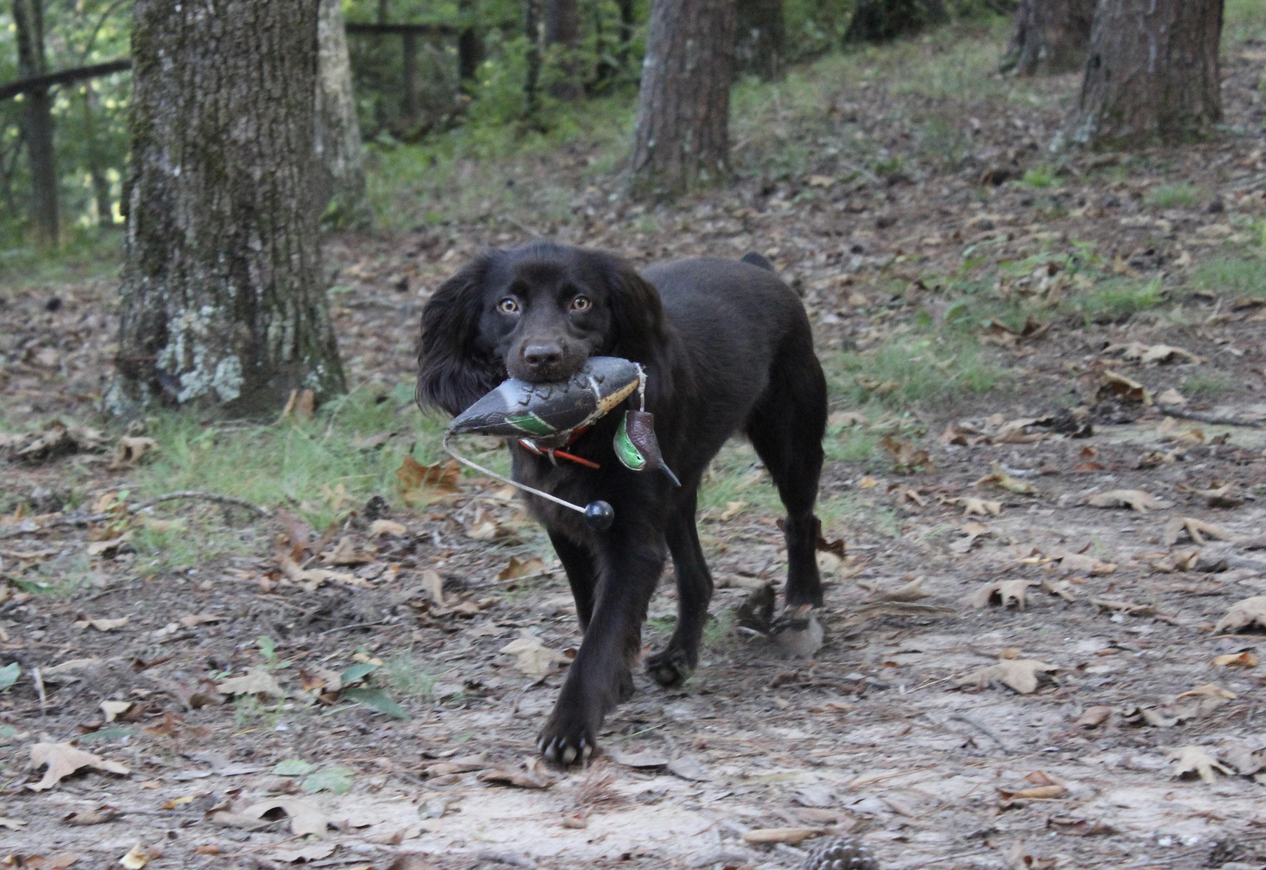 Blue Creek Boykins in Alabama | Boykin Spaniel puppies | Good Dog