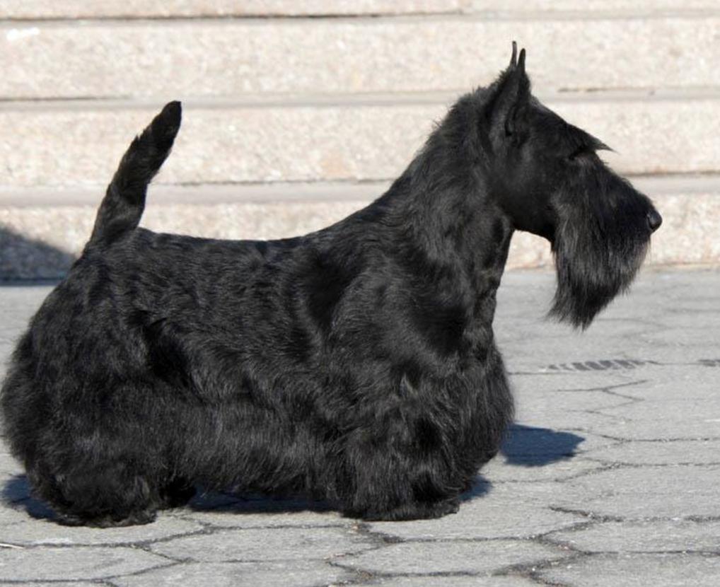 Mcvan Scottish Terriers in Washington | Scottish Terrier puppies | Good Dog