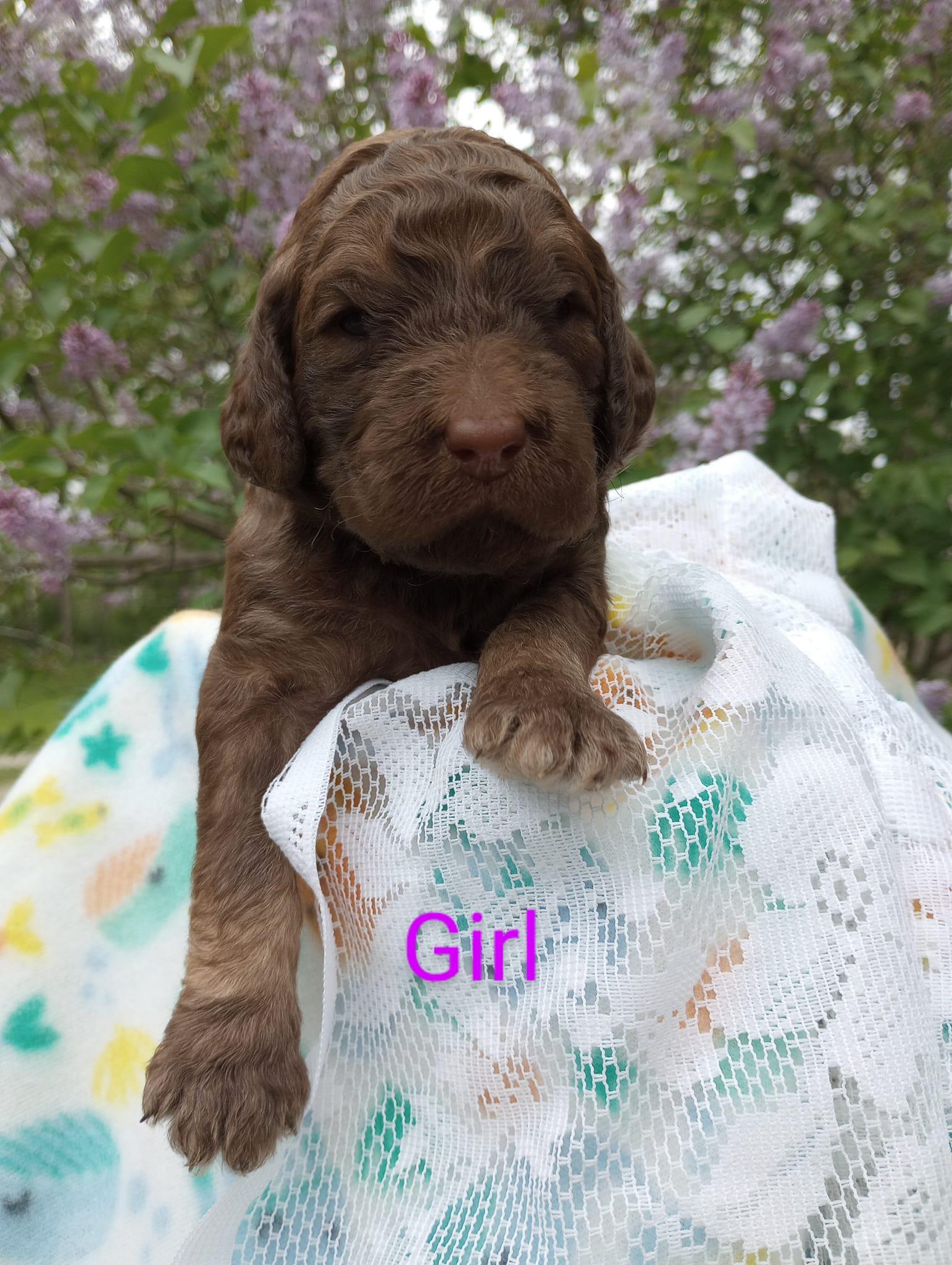 J & K County Line in Iowa | Poodle puppies | Good Dog