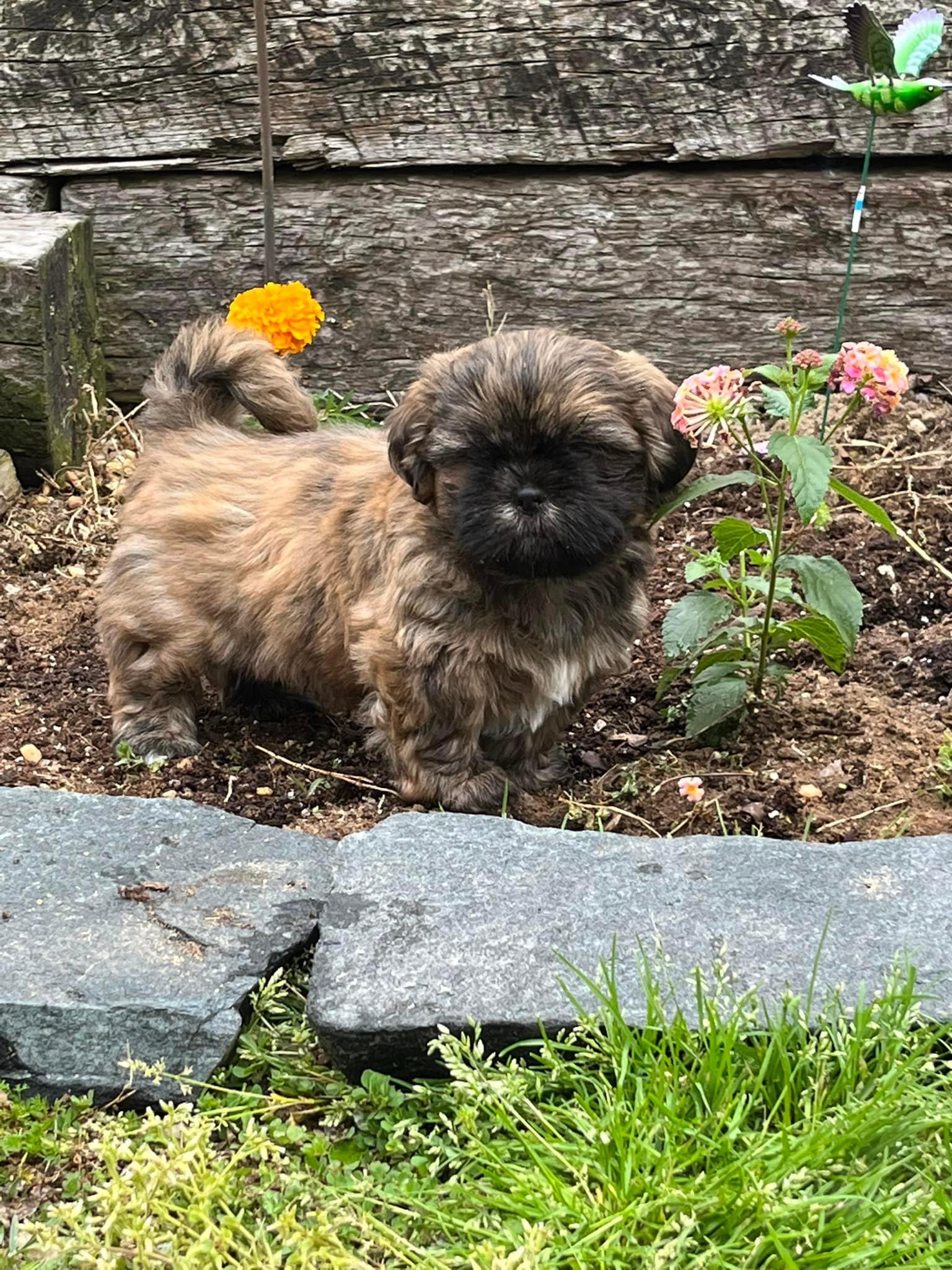 Sarver Family Farm Shih tzus of NC in North Carolina | Shih Tzu puppies ...