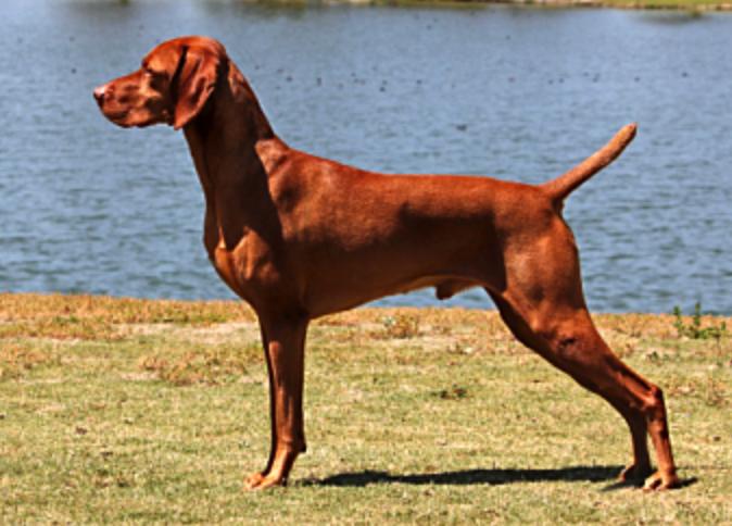Renaissance Vizslas in Oklahoma | Vizsla puppies | Good Dog