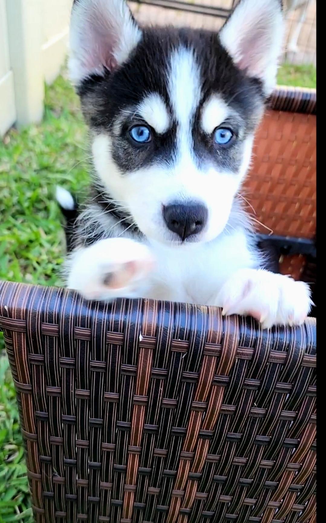 Way too cute Pomskies in Florida | Pomsky puppies | Good Dog