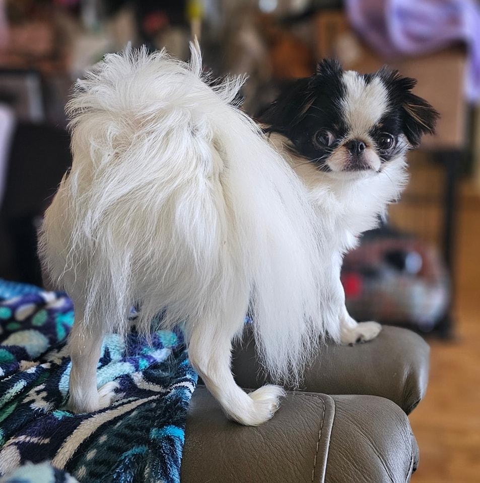 Erin & Friends Japanese Chin in Tennessee | Japanese Chin puppies ...
