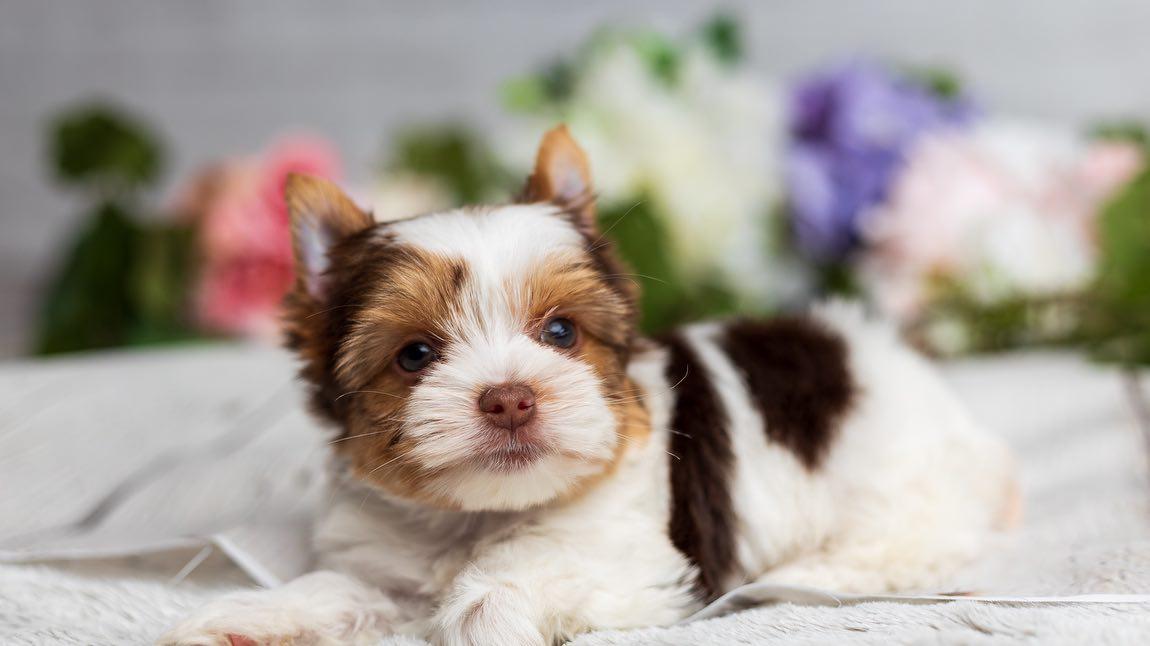 Sunshine Parti Yorkies in Florida | Yorkshire Terrier puppies | Good Dog