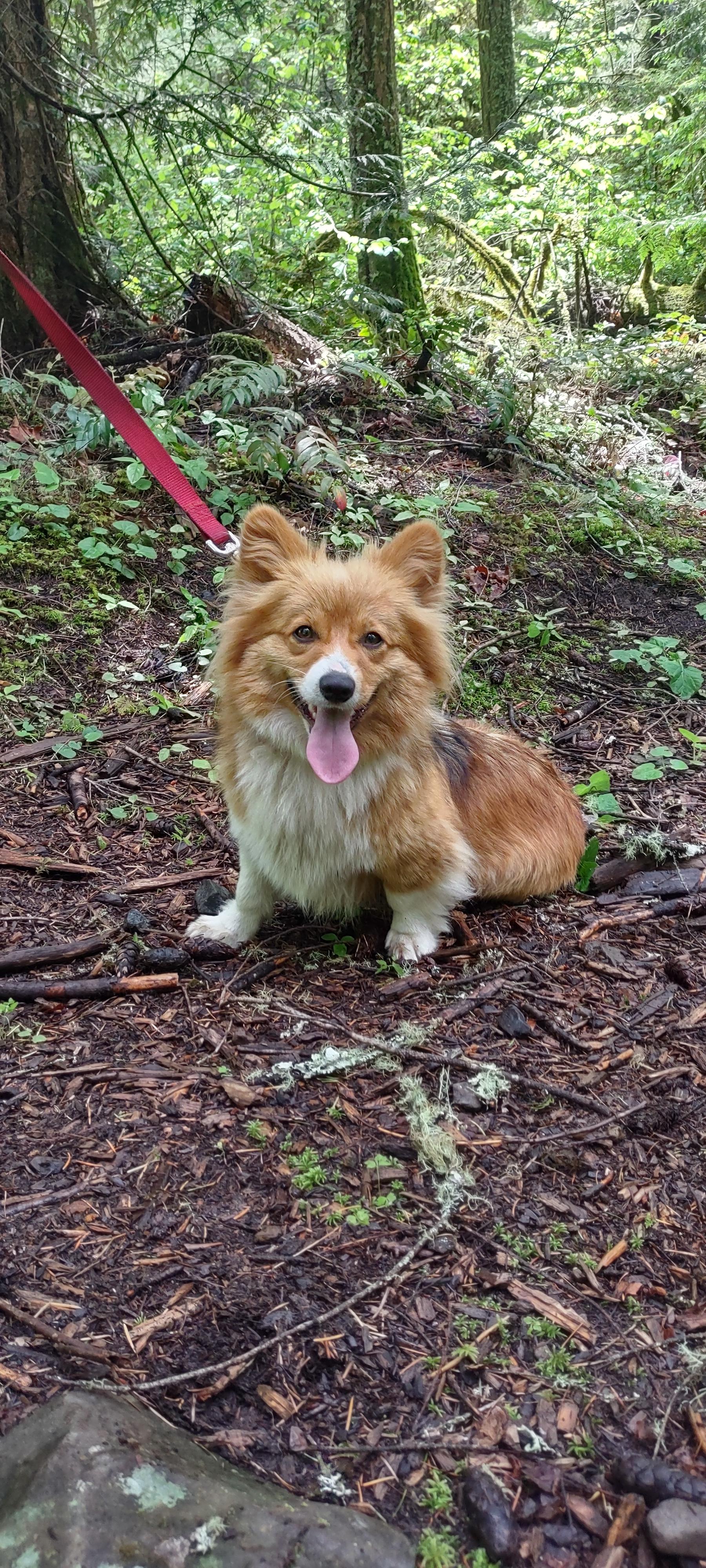 Cedar Trail Corgis in Washington | Pembroke Welsh Corgi puppies | Good Dog