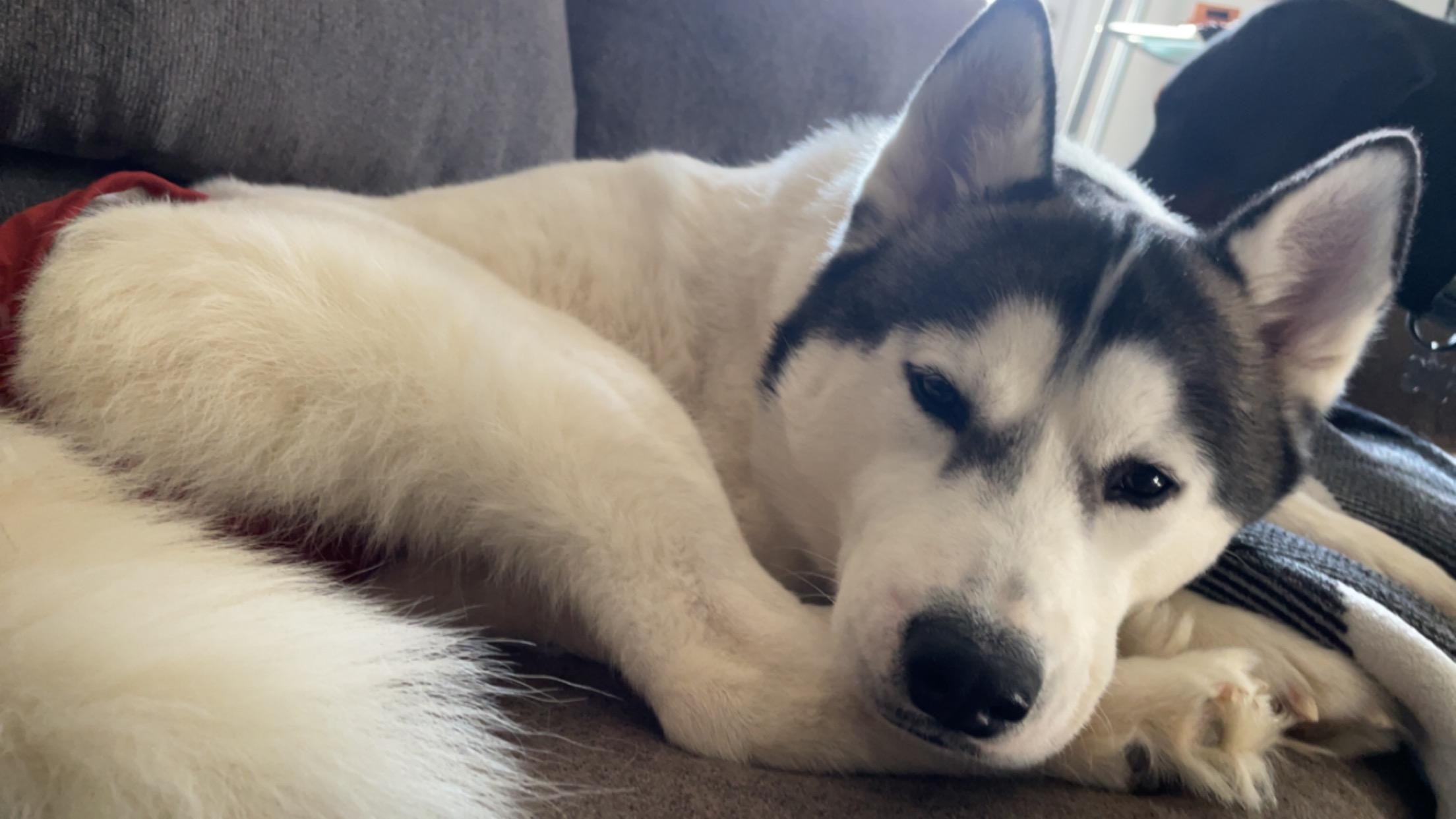 Curatolo Kennels in West Virginia | Siberian Husky puppies | Good Dog