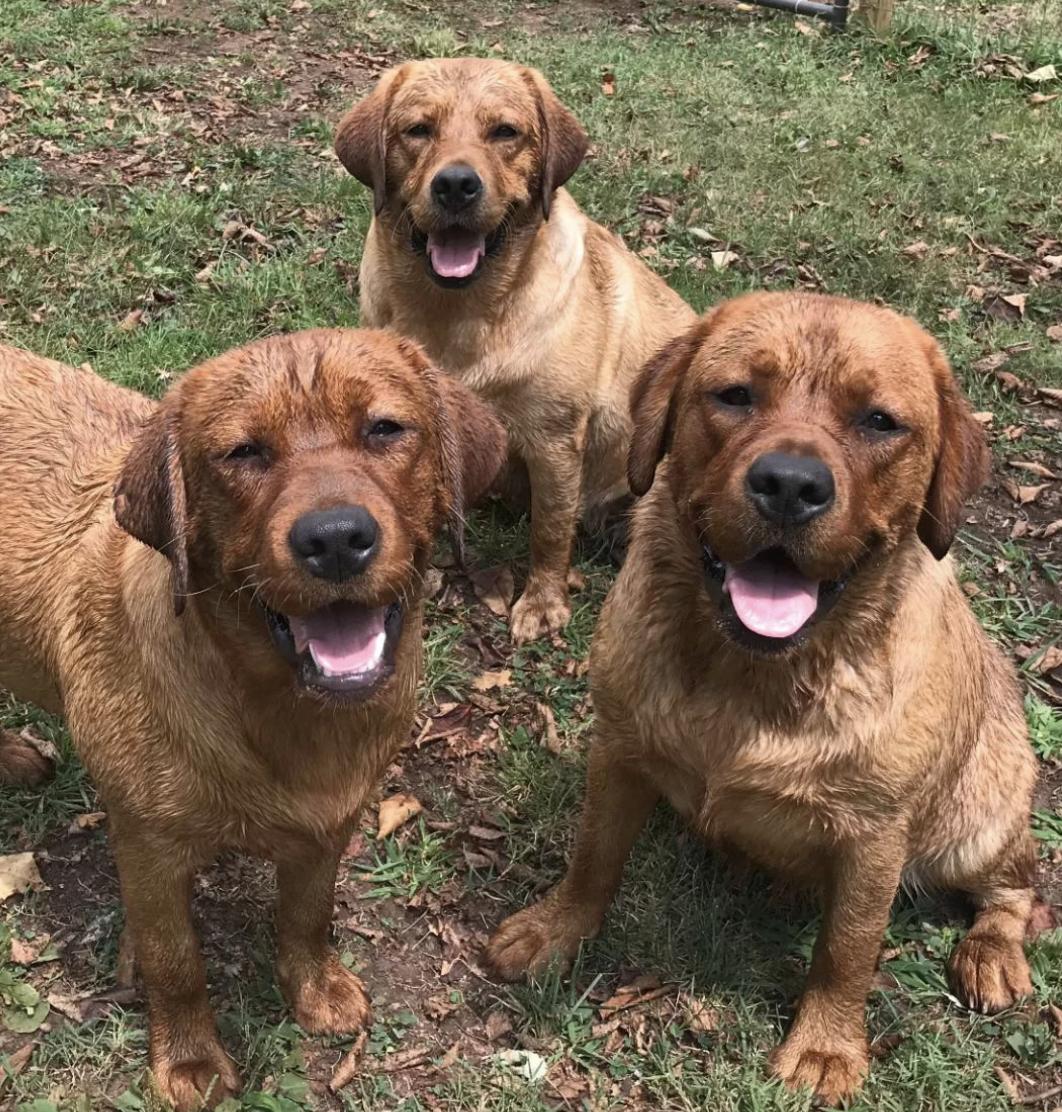 Echoing Pines Labradors in Kansas | Labrador Retriever puppies | Good Dog