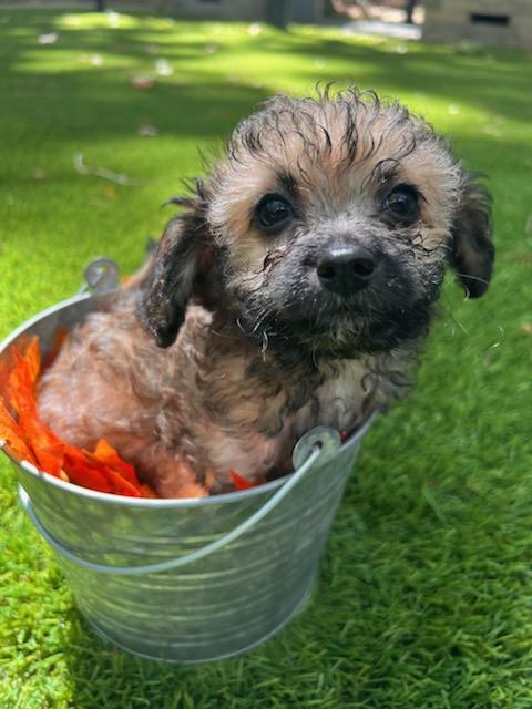 Jakoury's Chi-Poos in Georgia | Assorted Doodle Crosses puppies | Good Dog