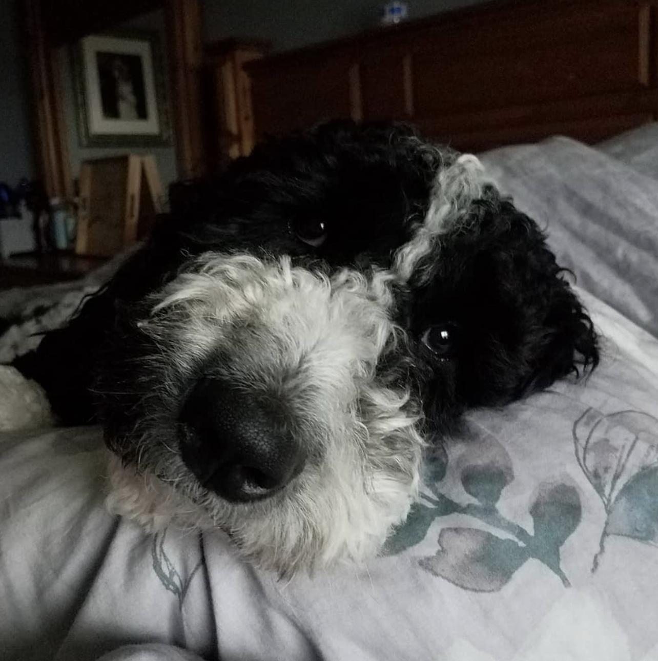 Dave's Doodles in California | Goldendoodle puppies | Good Dog