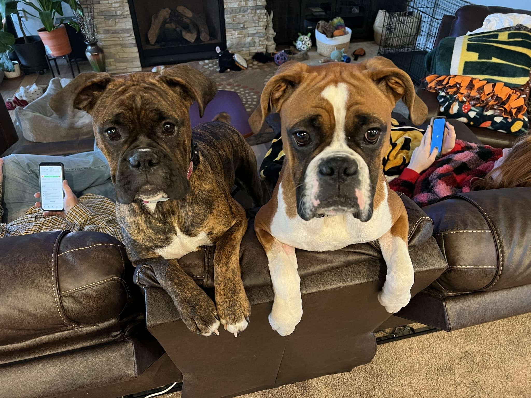 Kona’s Boxer Babies in Missouri | Boxer puppies | Good Dog