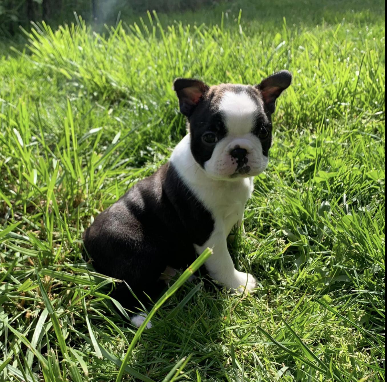 Beaux Bostons in Washington | Boston Terrier puppies | Good Dog