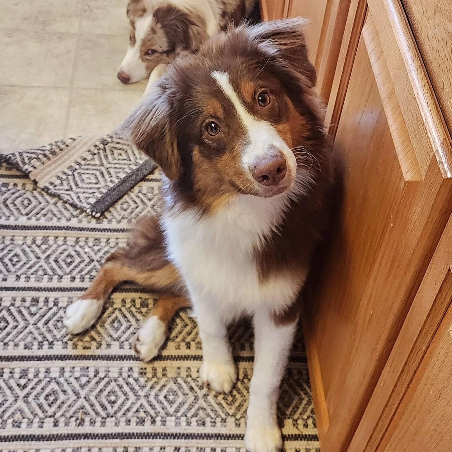 Copper Sky Aussies & Mini American Shepherds in Virginia | Australian ...