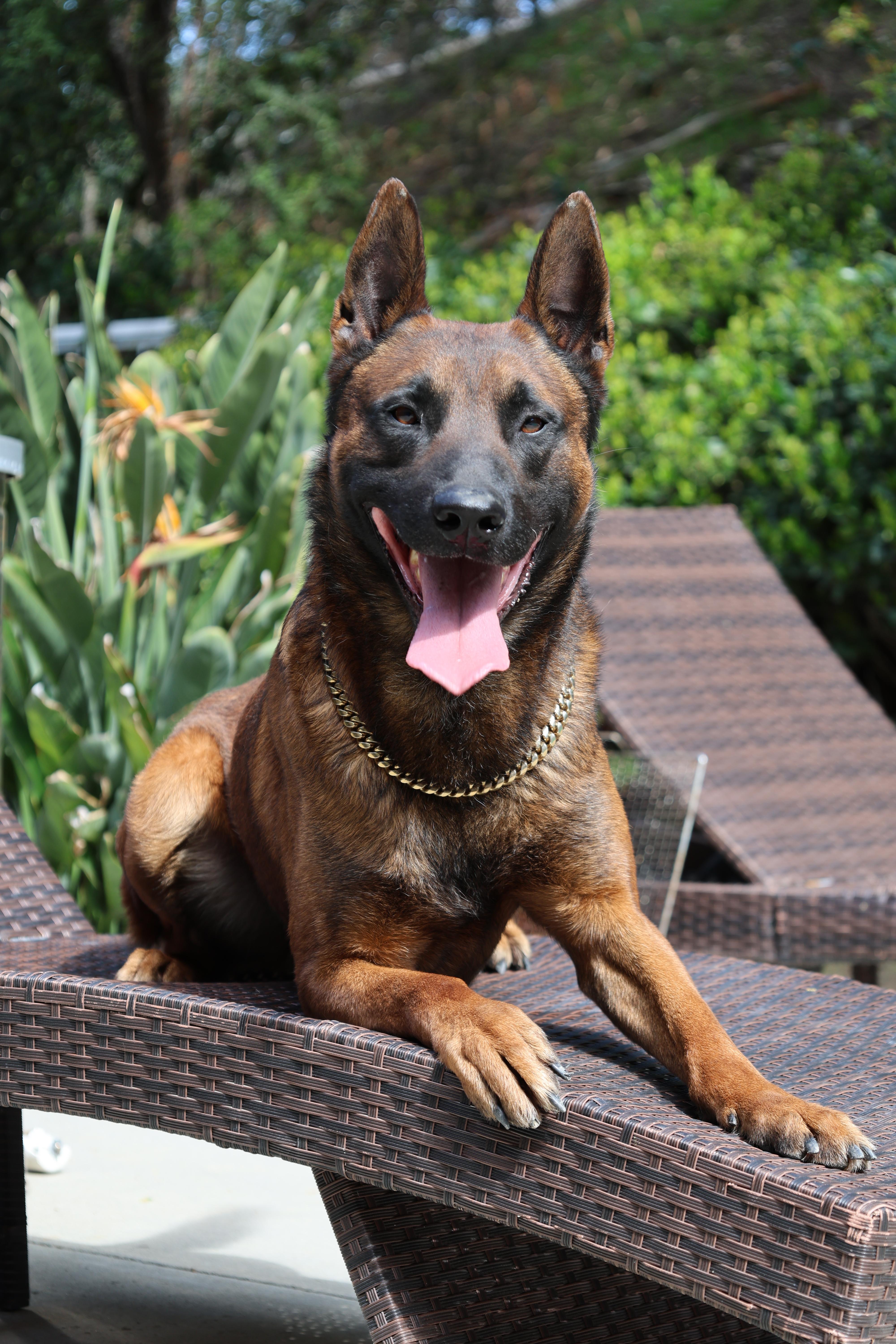 Andy's Elite K9 in California | Belgian Malinois, Dutch Shepherd or ...