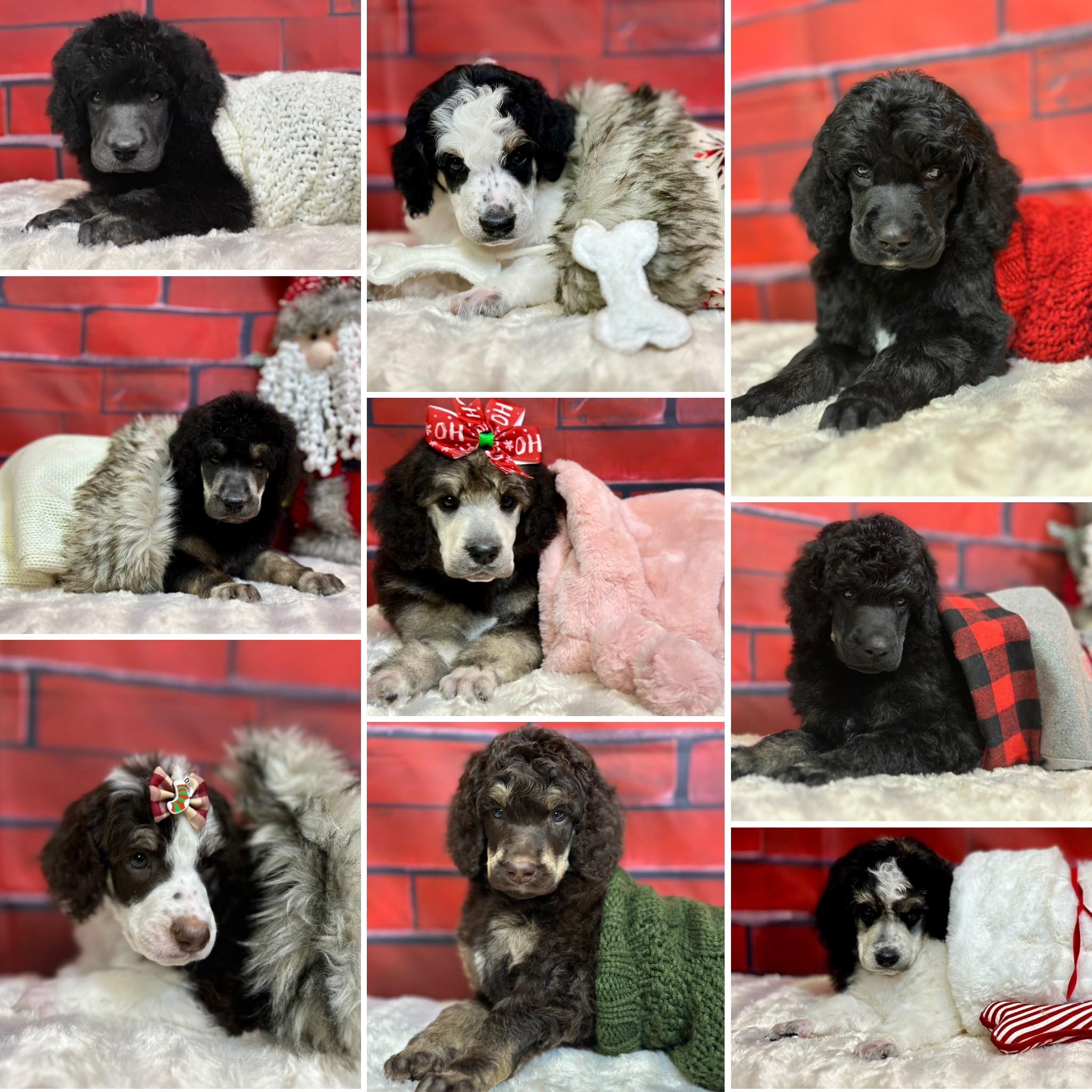 Smart Azz Poodles in Louisiana | Poodle puppies | Good Dog