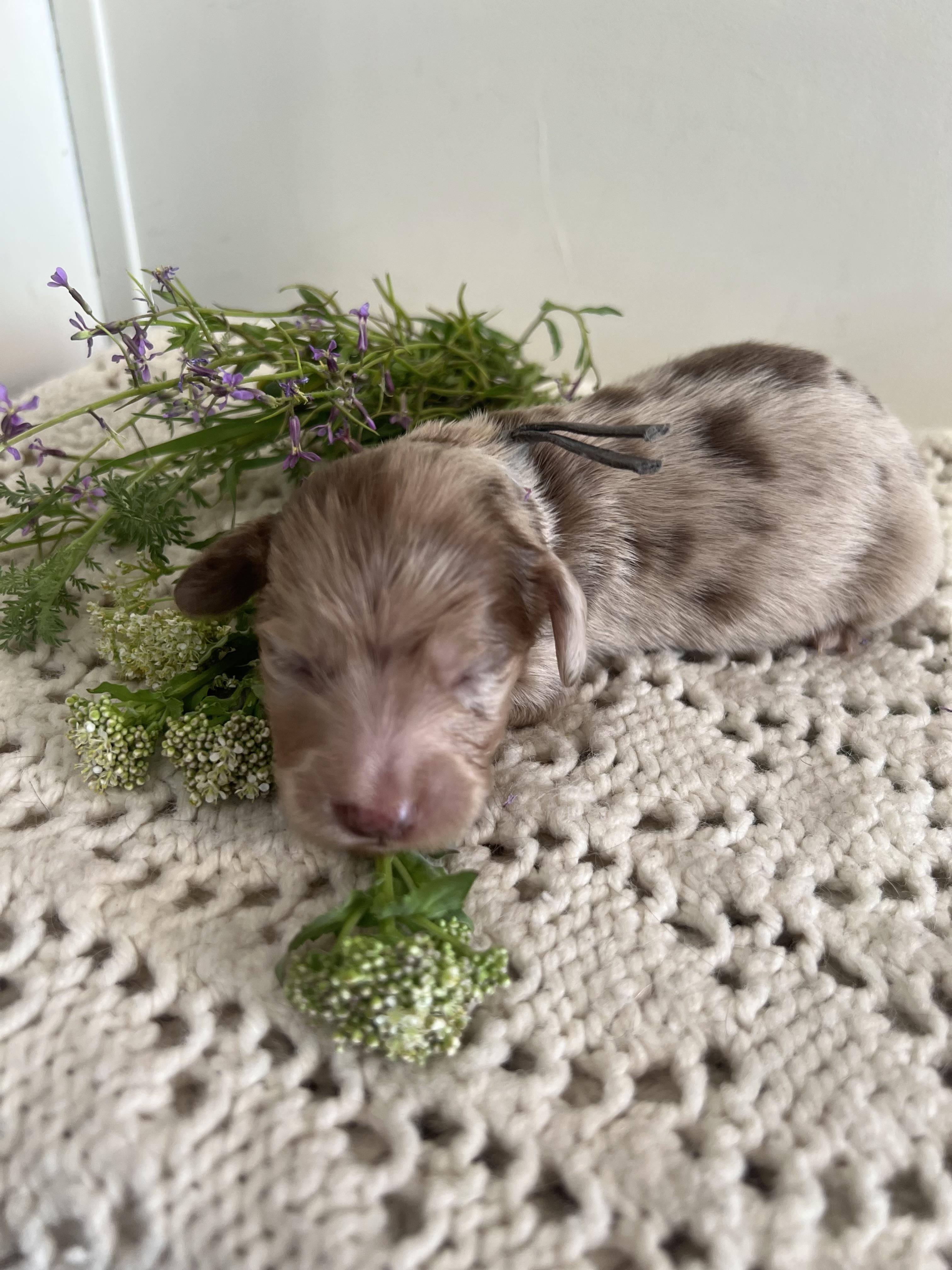 Daisy's Doxies & Doodles in Wyoming | Dachshund puppies | Good Dog