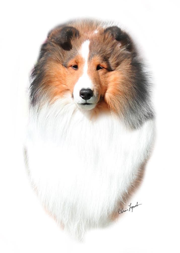 Tristar Shelties in Idaho | Shetland Sheepdog puppies | Good Dog