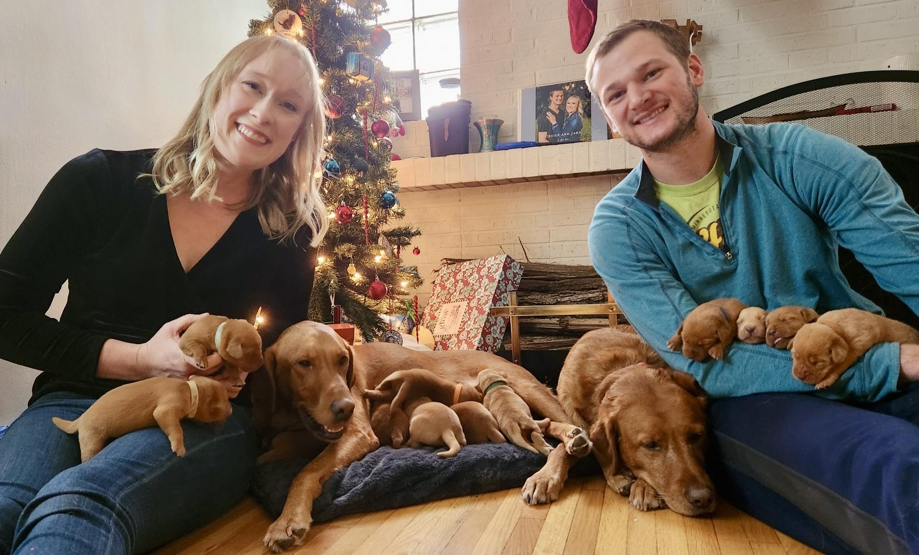 Jensen’s Fox Red Labs in Minnesota | Labrador Retriever puppies | Good Dog