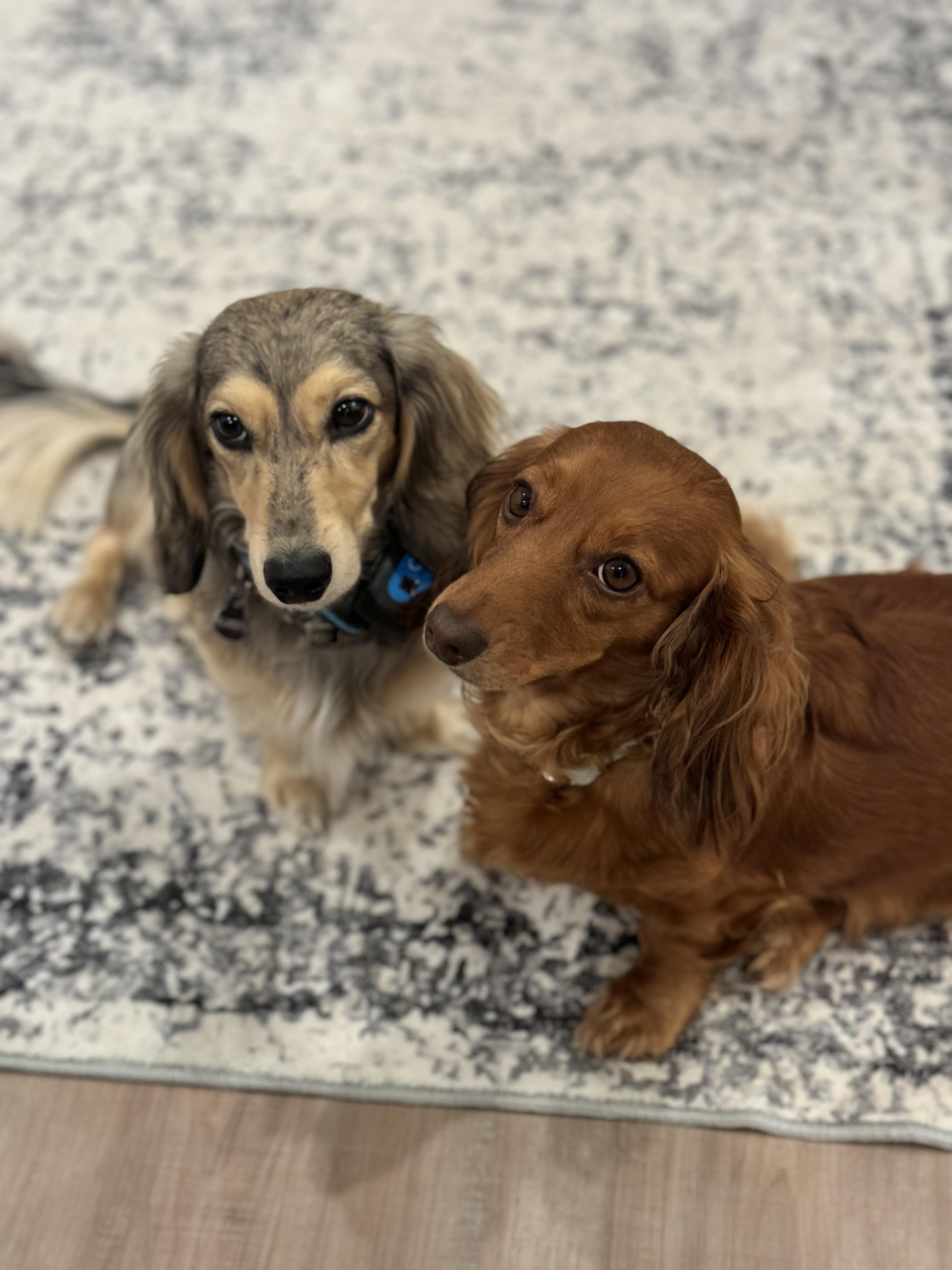 For the Love of Doxens in Texas | Dachshund puppies | Good Dog
