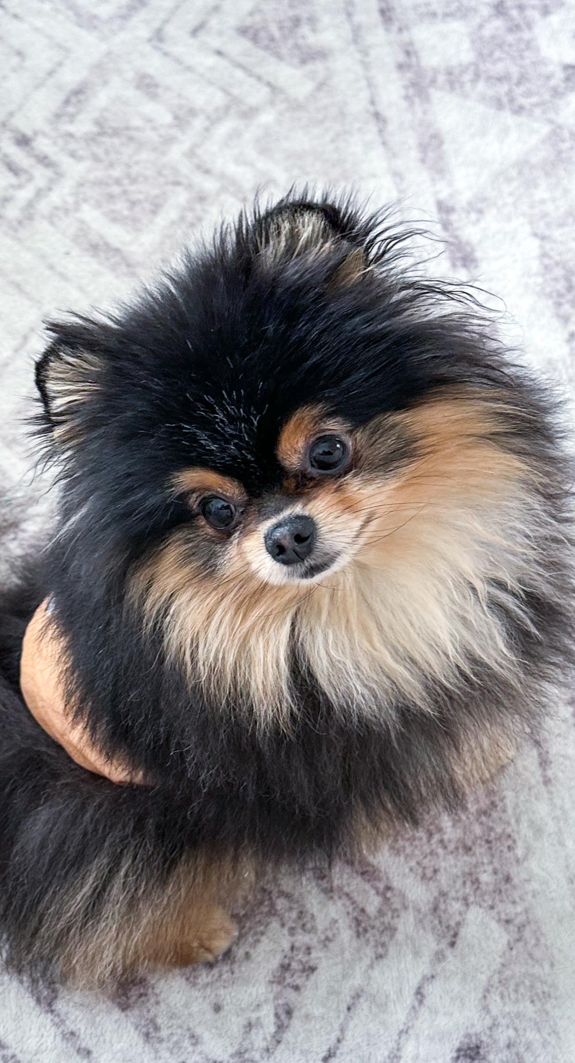 Velvet-Paws Pomeranians in Nevada | Pomeranian puppies | Good Dog