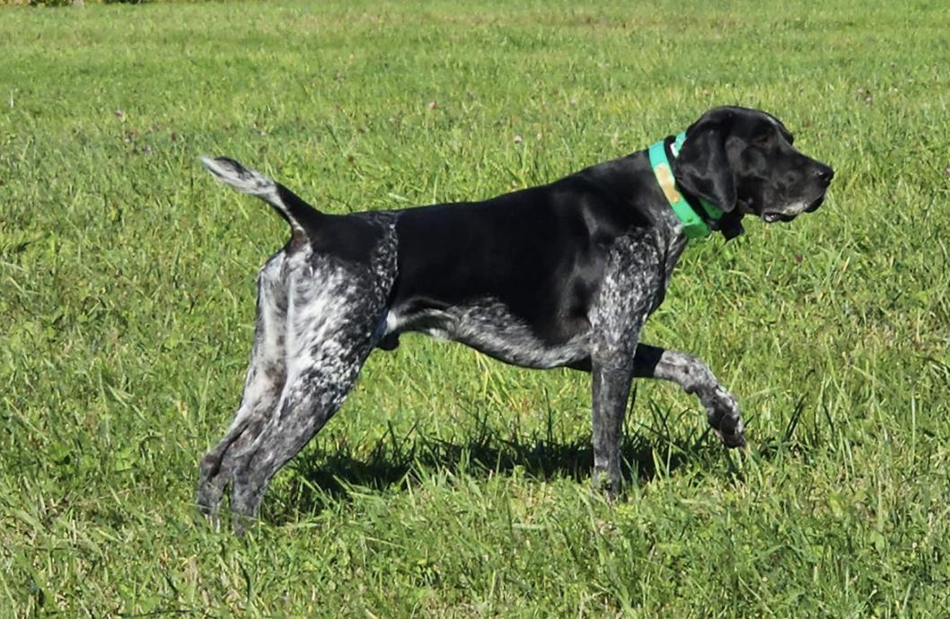 Rustling Meadows GSP'S in Wisconsin | German Shorthaired Pointer ...